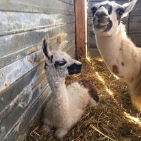 lama ol tusit - Lago di Como e Valsassina