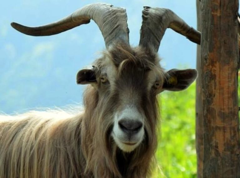 2022-11-19 Casargo - Mostra Regionale Capra Orobica - Lago di Como e ...